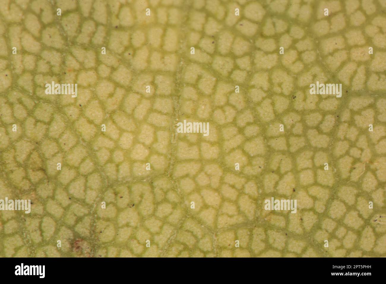 Leaf of a deciduous tree with leaf veins under a magnifying glass Stock ...