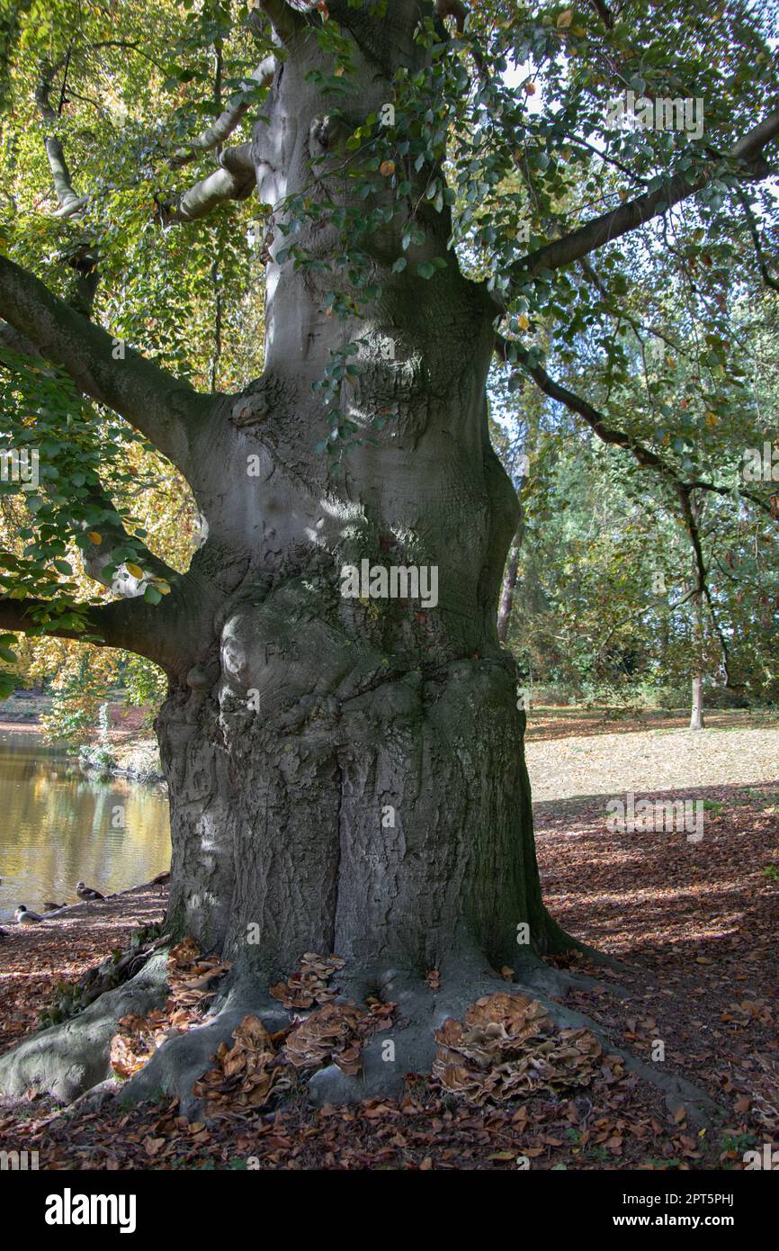 deciduous tree leaf is fallen in autumn Stock Photo - Alamy