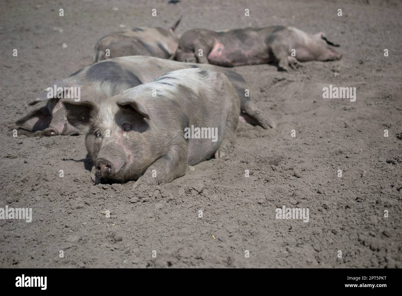 Domestic pig wallowing in the mud Stock Photo - Alamy