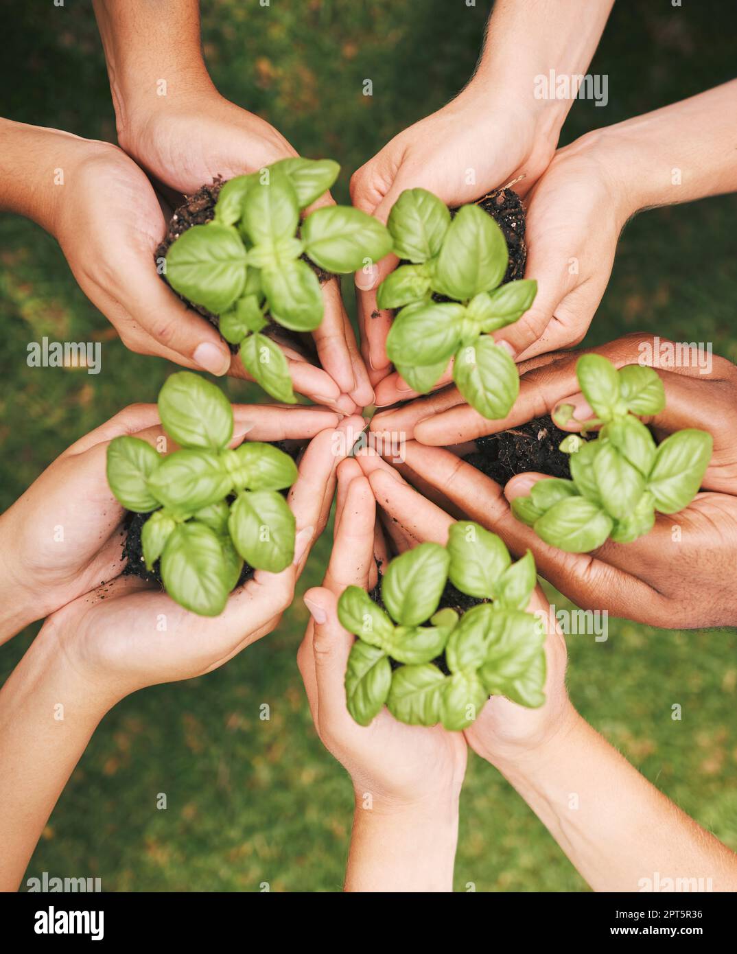 Plants with soil, nature and earth hands in sustainable, agro and ...