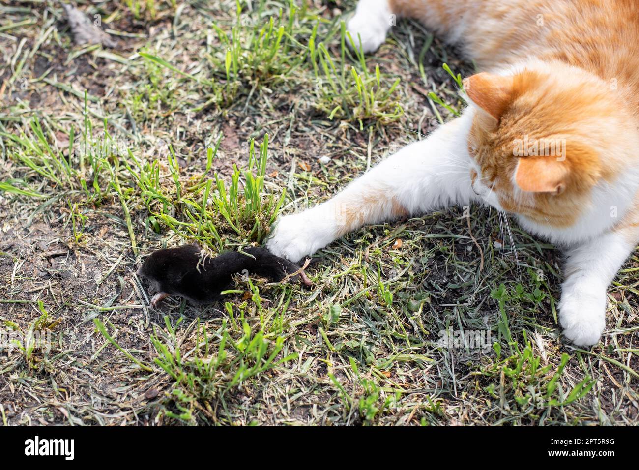 the cat caught the mole and holds it with its paw, in the summer in the ...