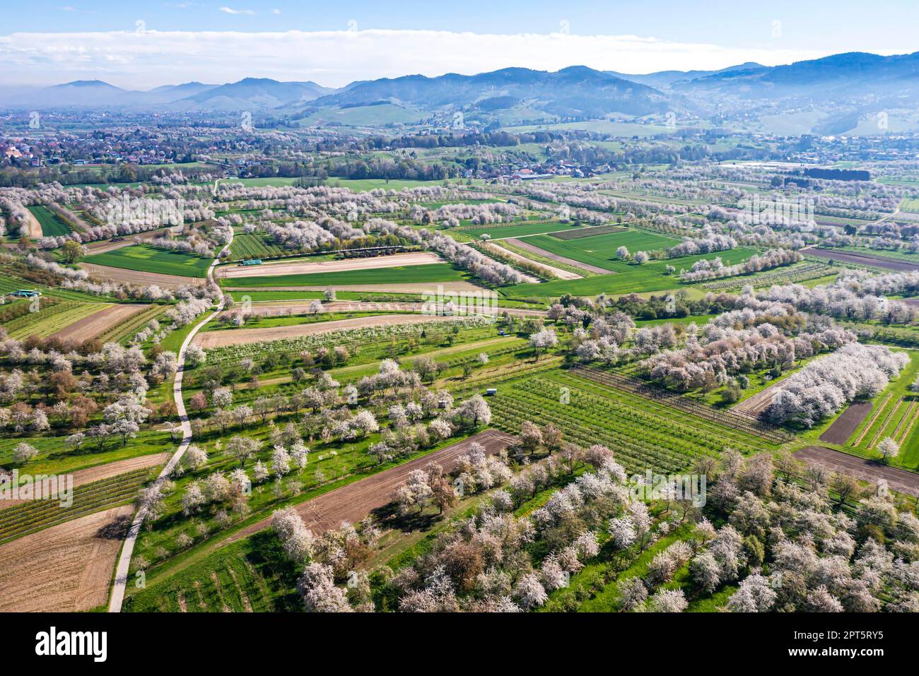 Spring in the Renchtal in the Ortenau, tree blossom, blossoming cherry ...