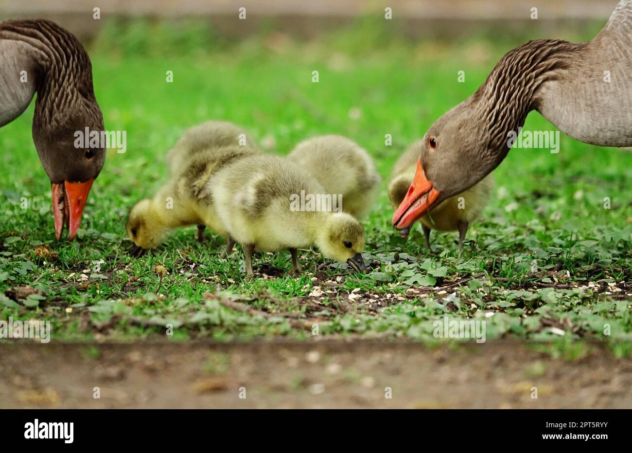German geese hi-res stock photography and images - Alamy