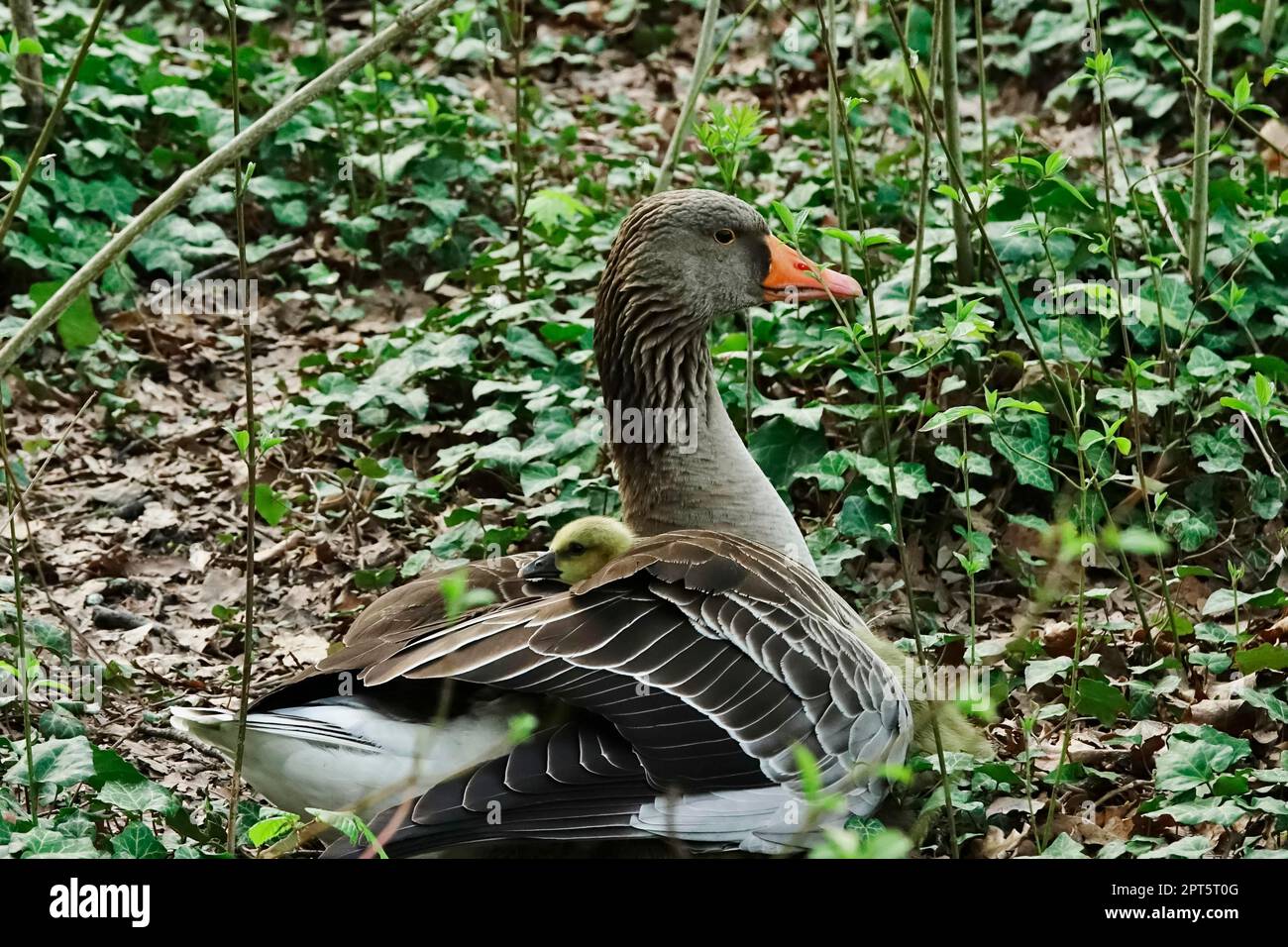 German geese hi-res stock photography and images - Alamy