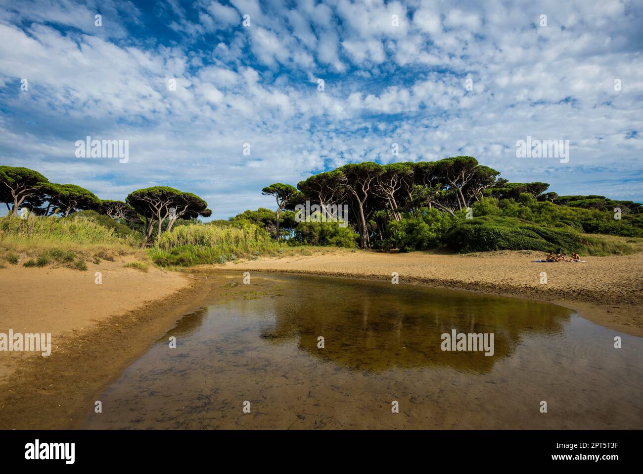 Beach and old pine trees, Spiaggia di Baratti, Baratti, near Piombino ...