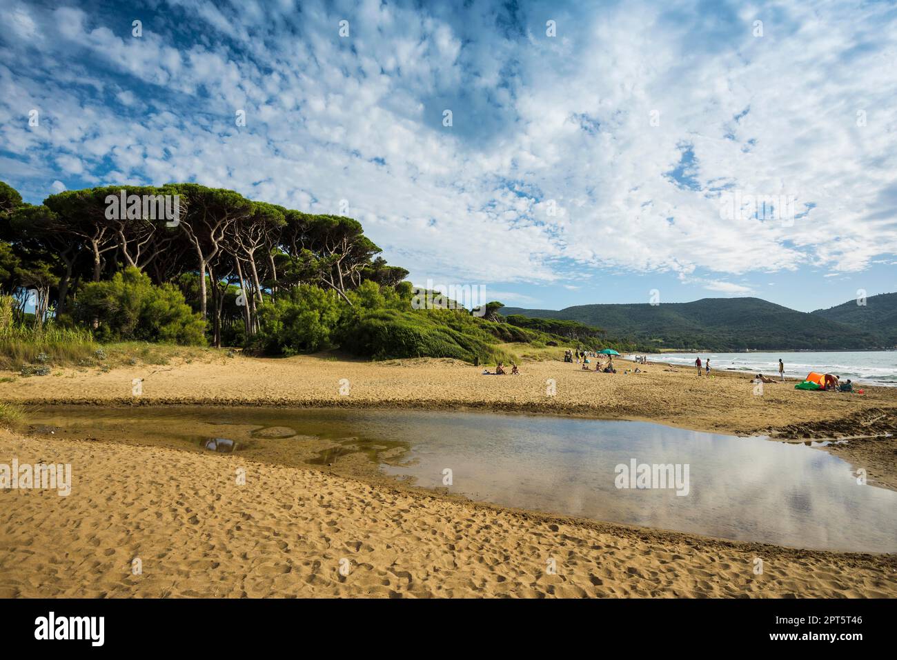 Beach and old pine trees, Spiaggia di Baratti, Baratti, near Piombino ...