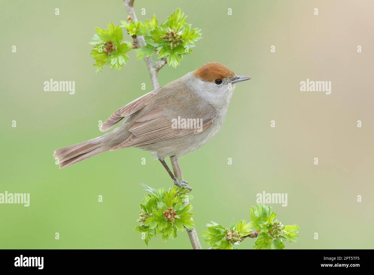 Blackcap (Sylvia atricapilla), female, sitting on rosa canina (Rosa ...