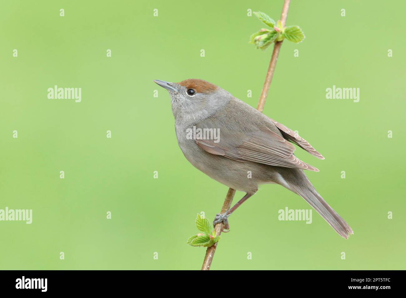 Blackcap (Sylvia atricapilla), female, sitting on hazelnut branch ...