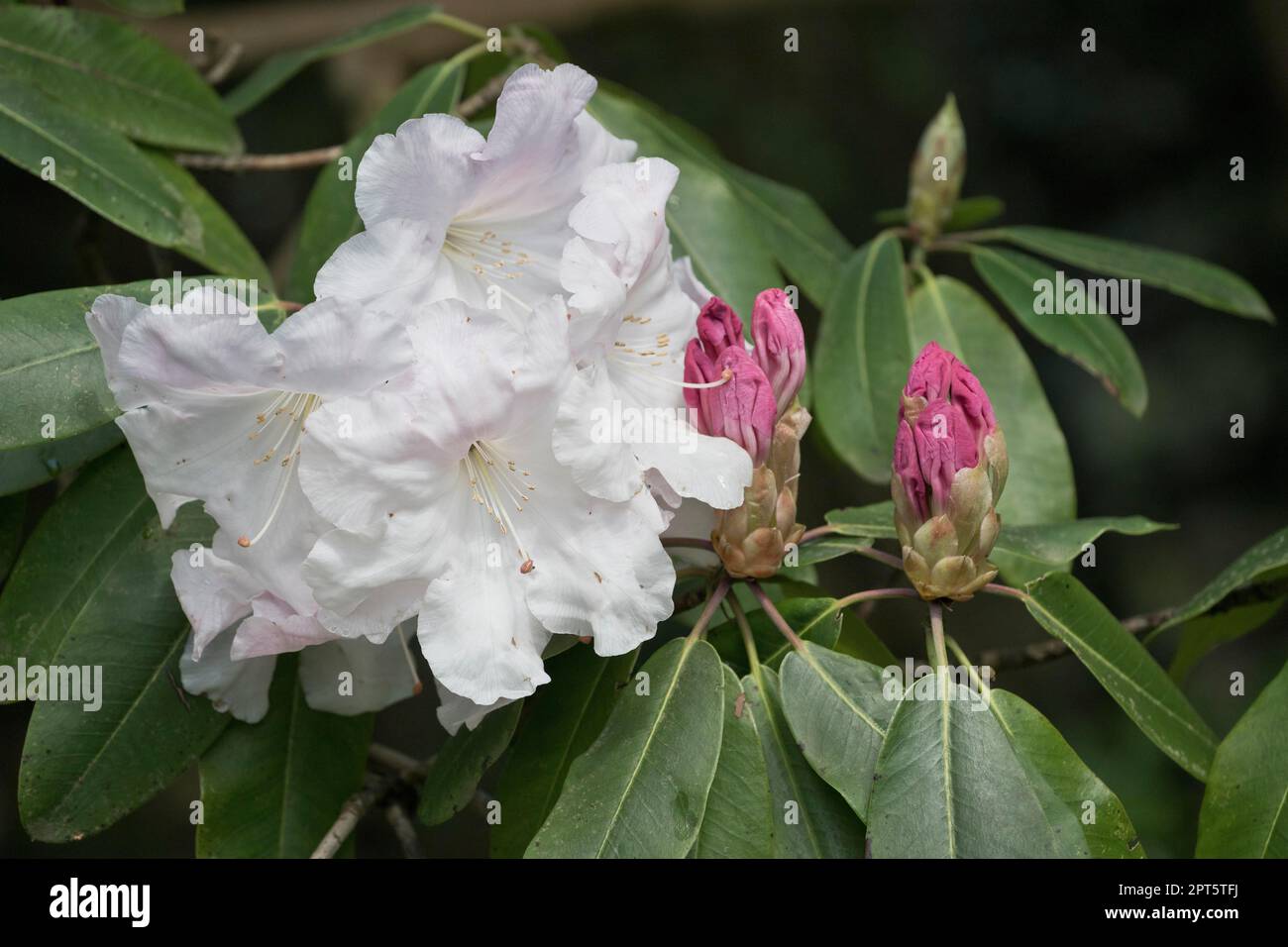 Albatros rhododendron hi-res stock photography and images - Alamy
