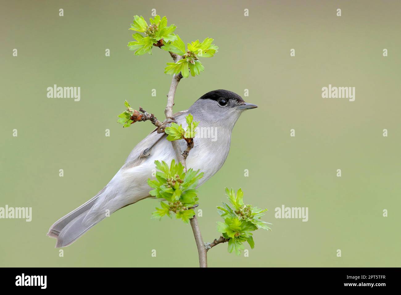 Blackcap (Sylvia atricapilla), male, sitting on a rosa canina (Rosa ...