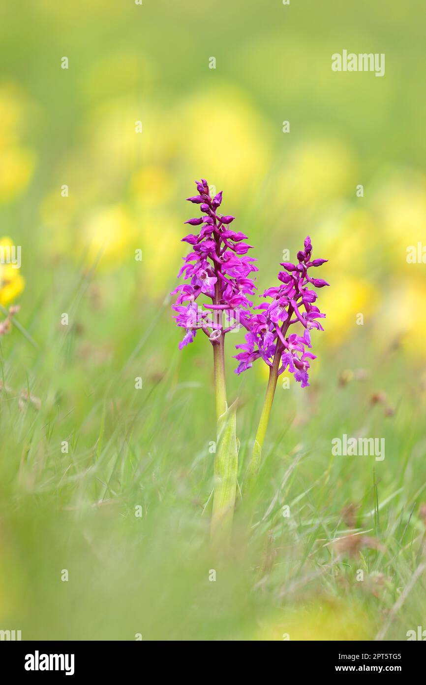 Early purple orchid (Orchis mascula), flowering, between common cowslip ...
