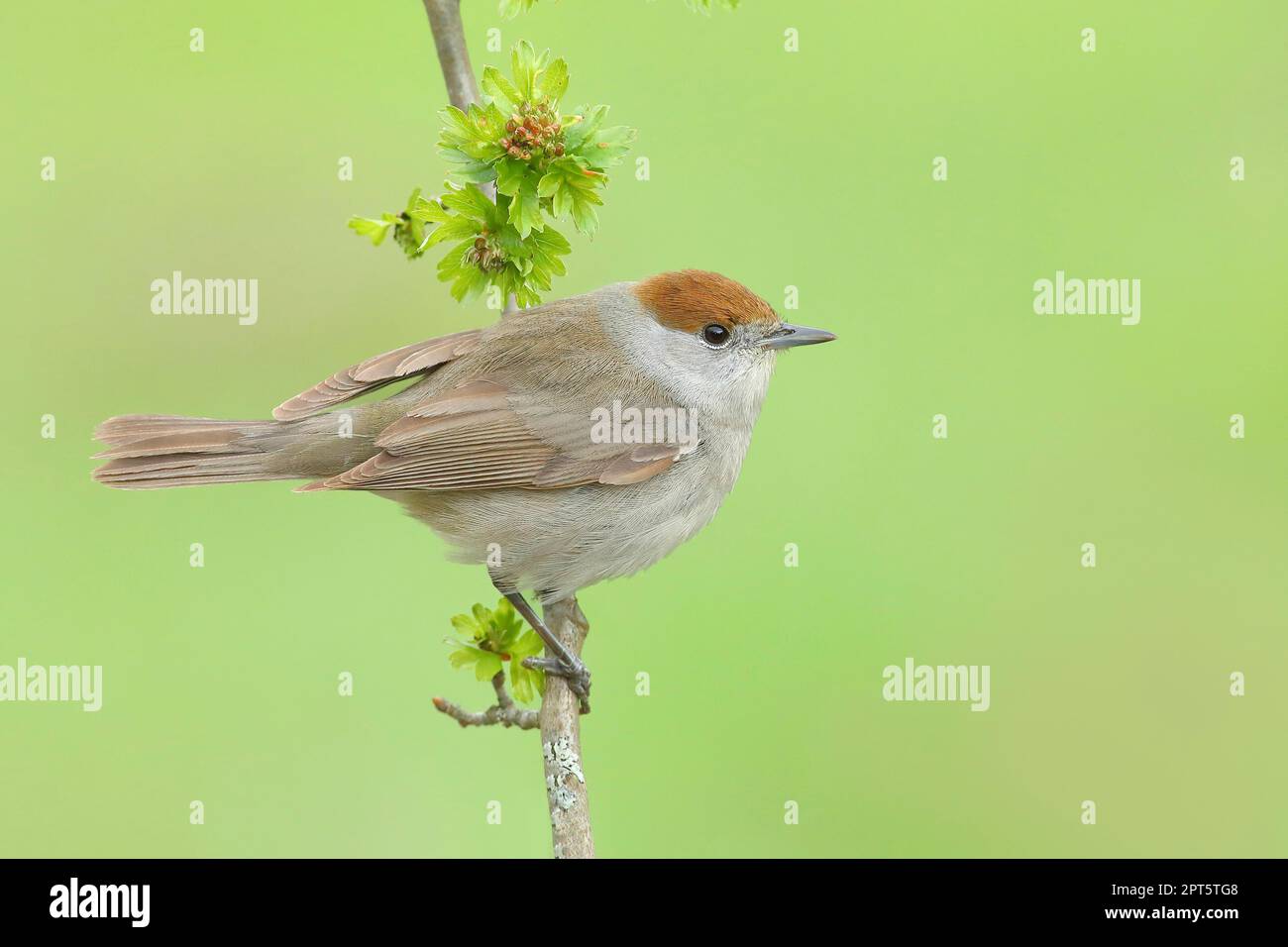 Blackcap (Sylvia atricapilla), female, sitting on a rosa canina (Rosa ...