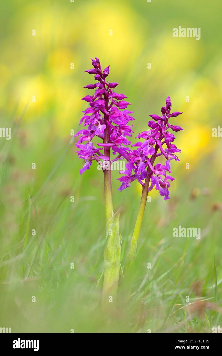 Early purple orchid (Orchis mascula), flowering, between common cowslip ...