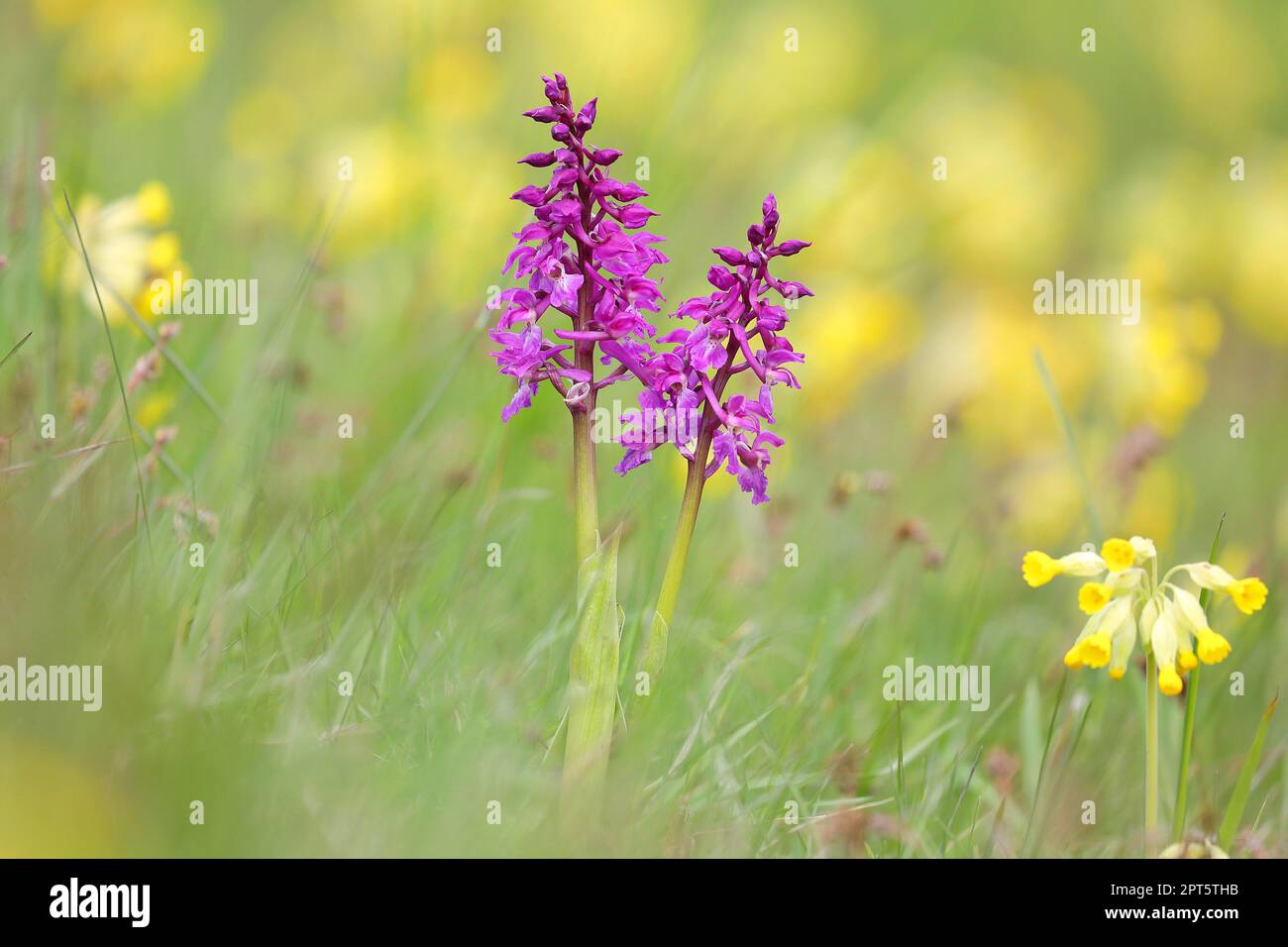 Early purple orchid (Orchis mascula), flowering, between common cowslip ...