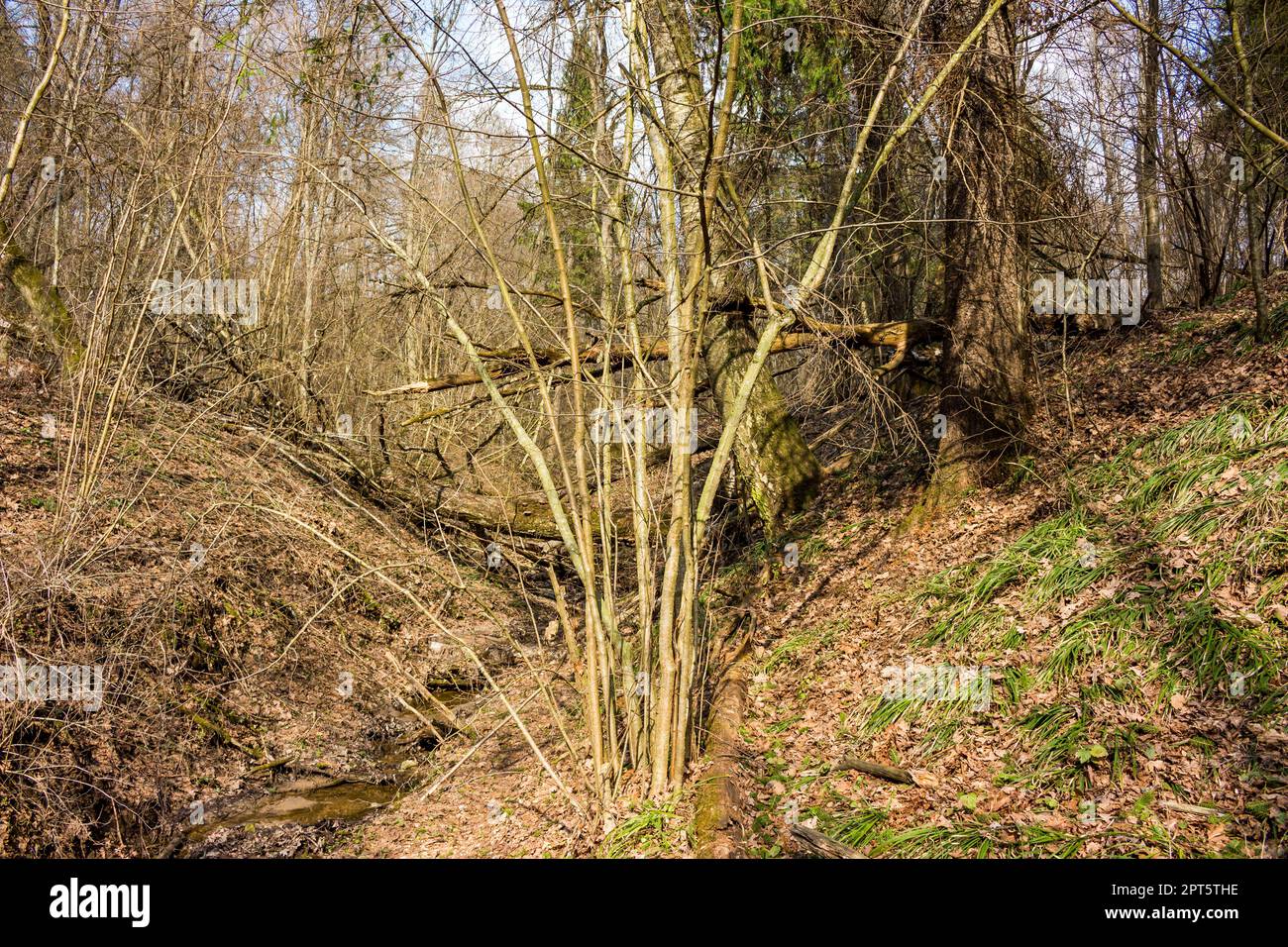 Slopes of a forest ravine with trees growing on it Stock Photo - Alamy