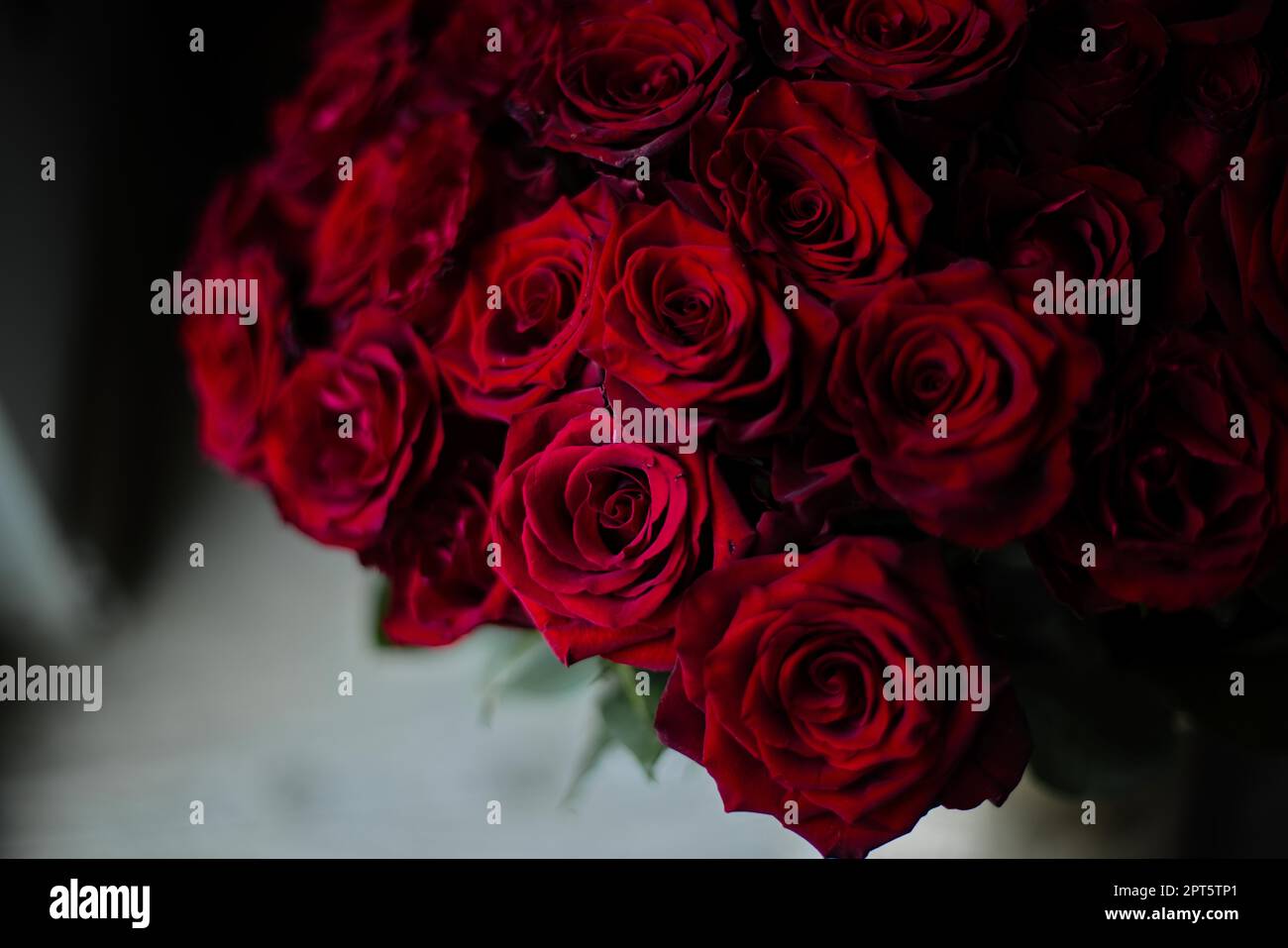 Gorgeous red roses hi-res stock photography and images - Alamy