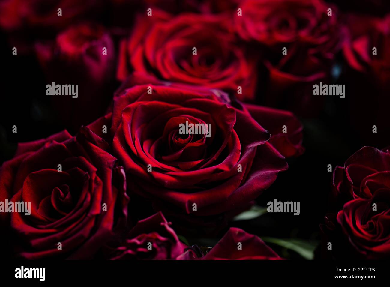 Gorgeous red roses hi-res stock photography and images - Alamy