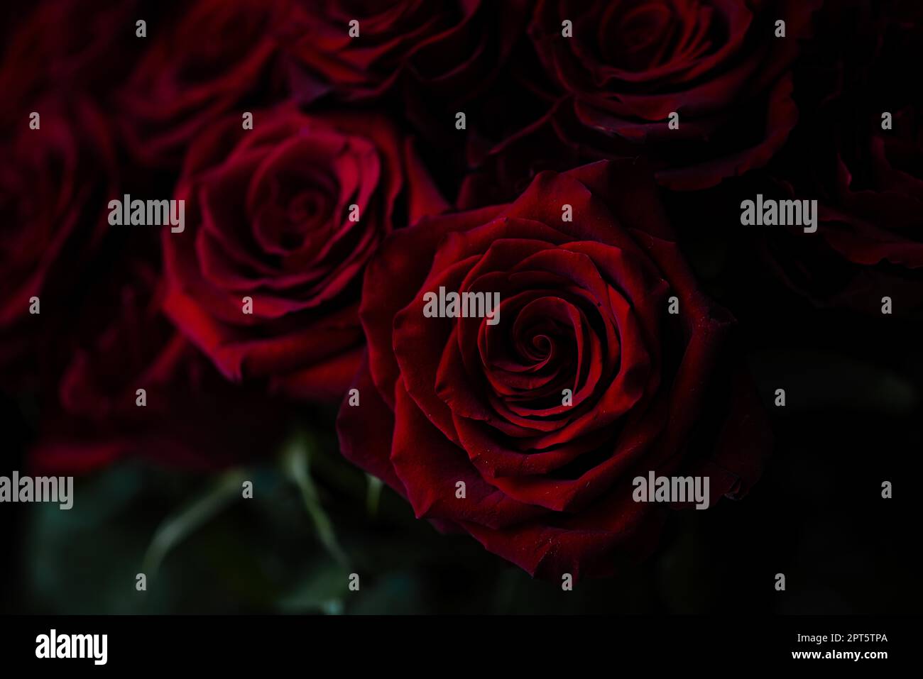 Gorgeous red roses hi-res stock photography and images - Alamy