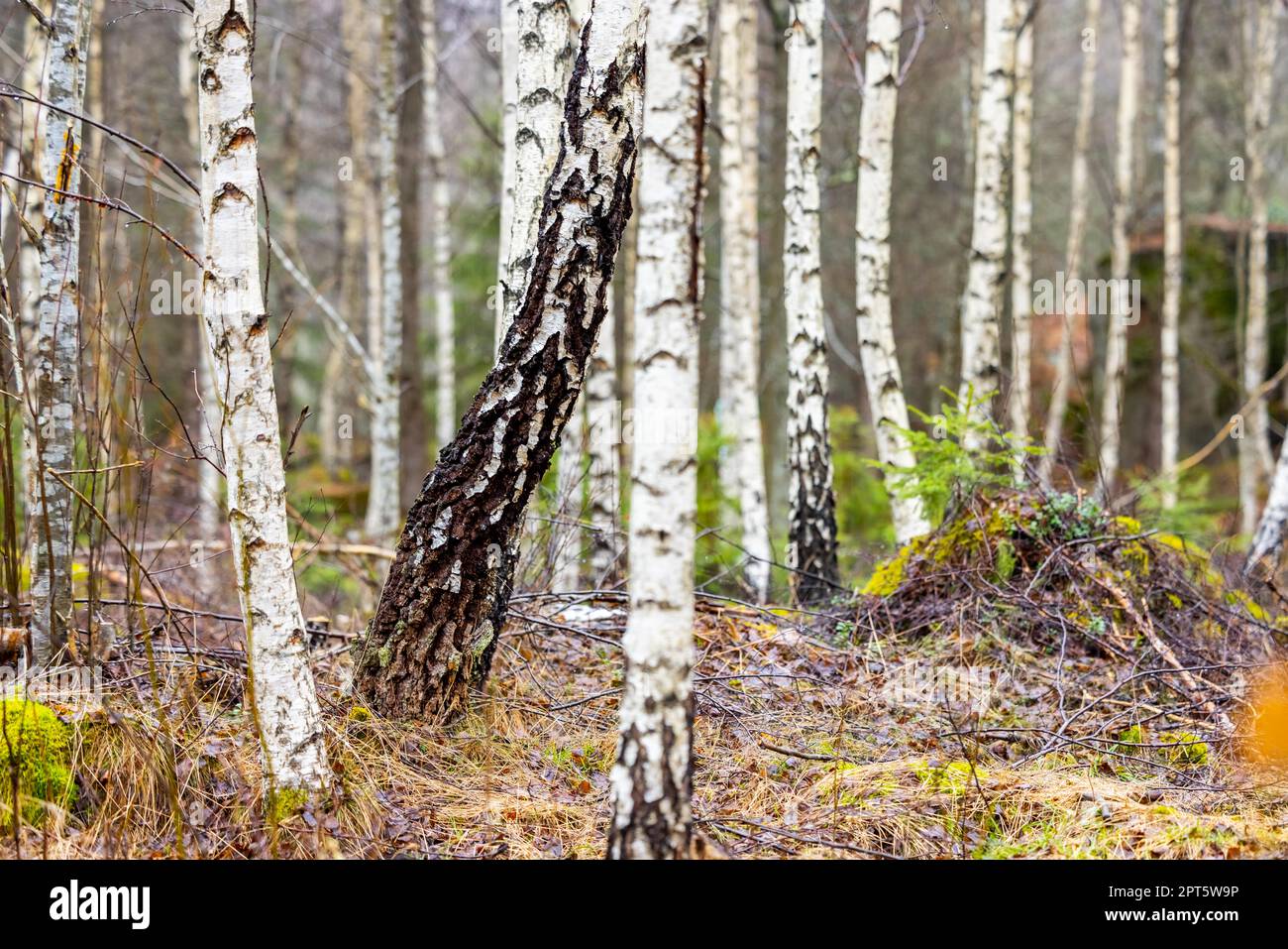 Birch forest in southern Sweden Stock Photo - Alamy