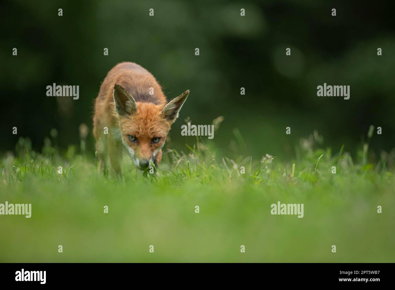 Red fox (Vulpes vulpes) adult animal stalking in grassland, Essex ...