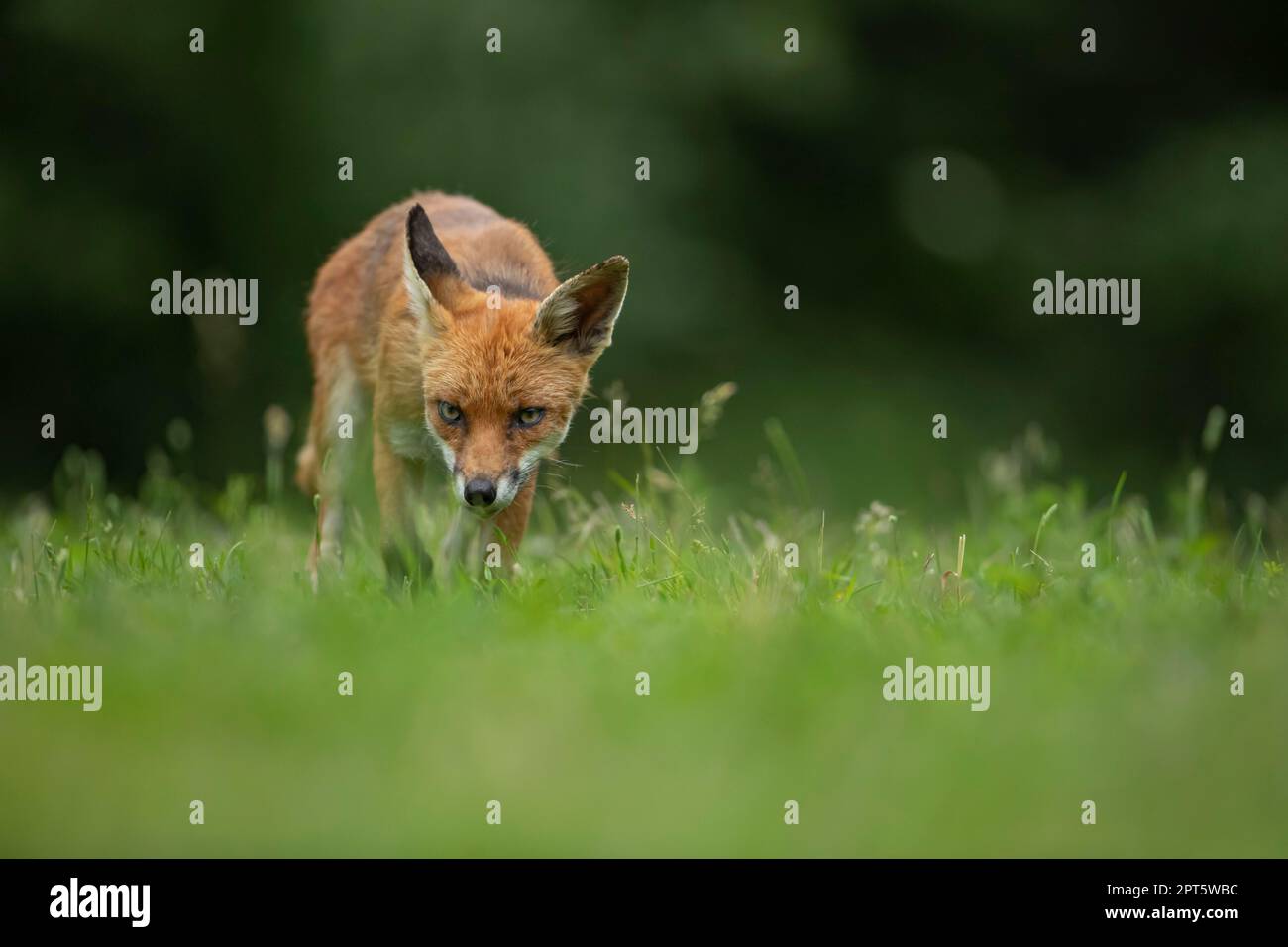 Red fox (Vulpes vulpes) adult animal stalking in grassland, Essex ...