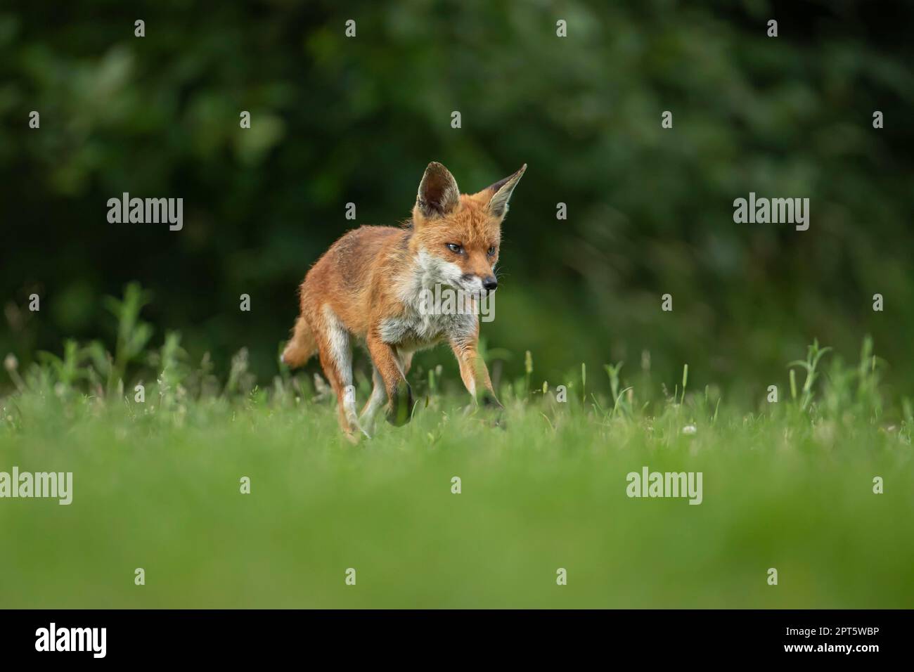 Red fox (Vulpes vulpes) adult animal running in grassland, Essex ...