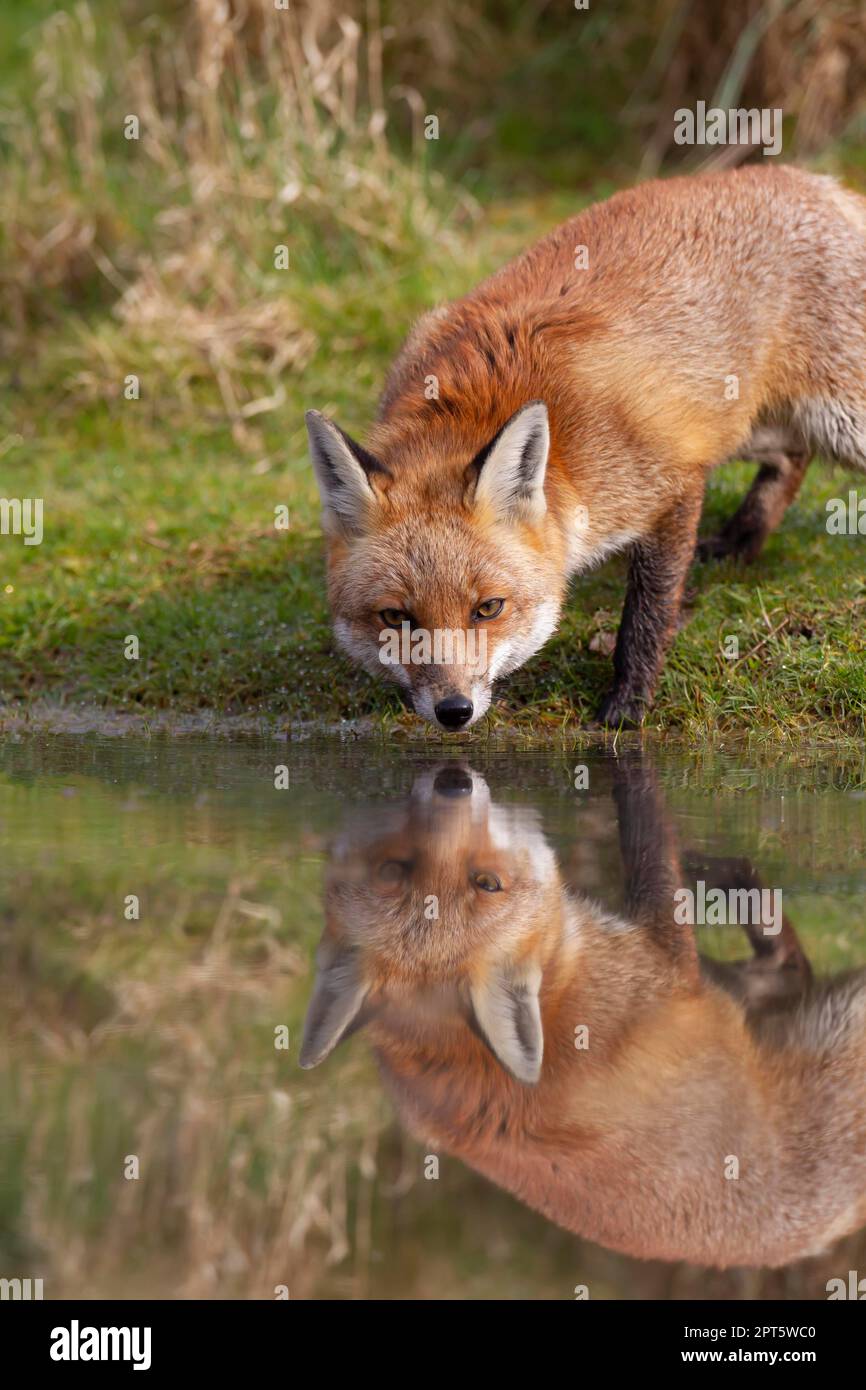 Red fox (Vulpes vulpes) adult animal standing by a pond, Bedfordshire ...