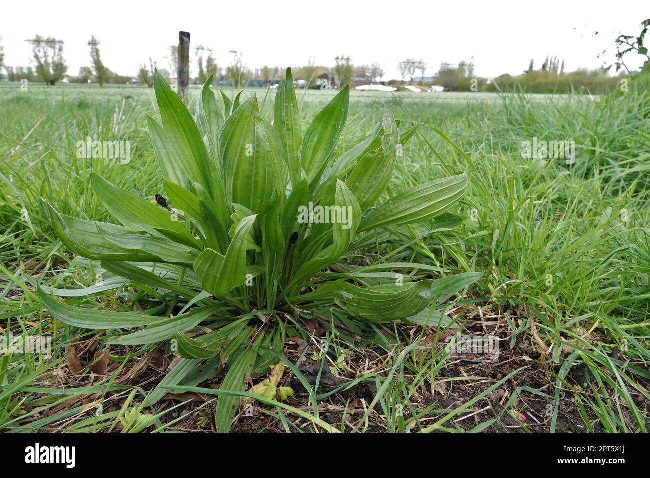 Natural closeup on an English narrowleaf plantain or lamb's tongue ...