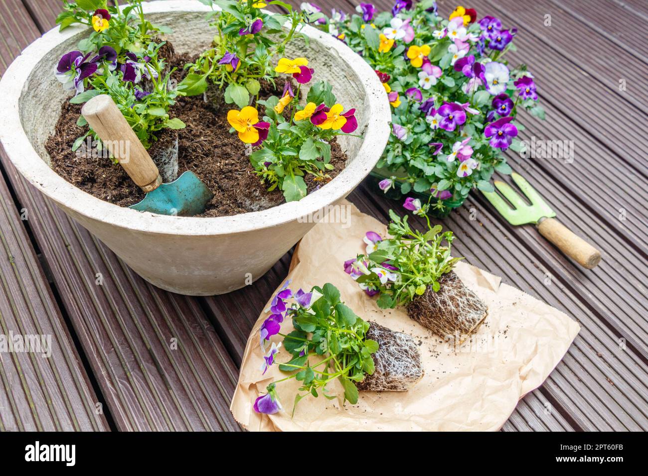 A planting pot with gardening tools in it and tray box with pansy ...