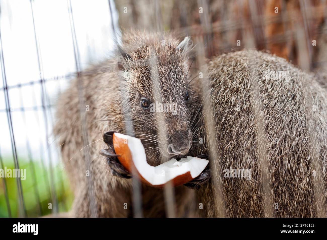 Hutia cuba hi-res stock photography and images - Alamy