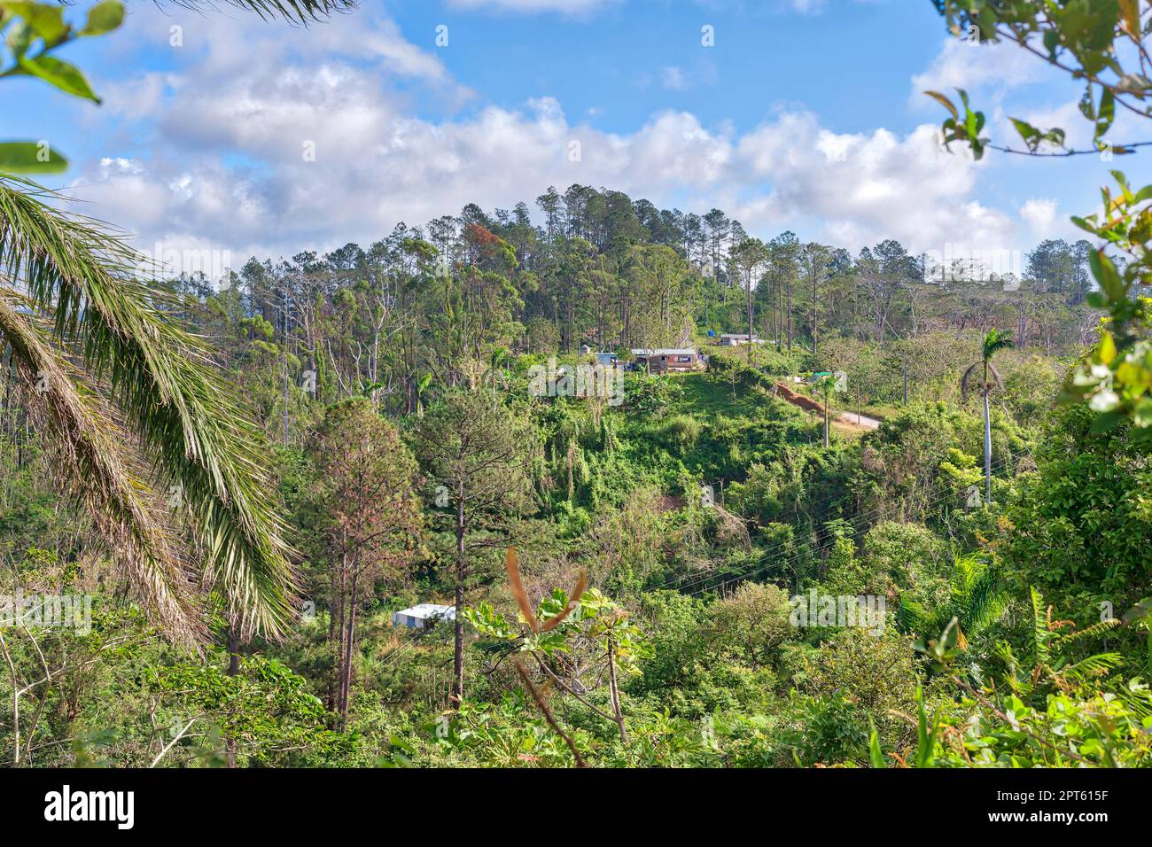 Mountain forest, Guanayara National Park, tropical landscape, palm ...