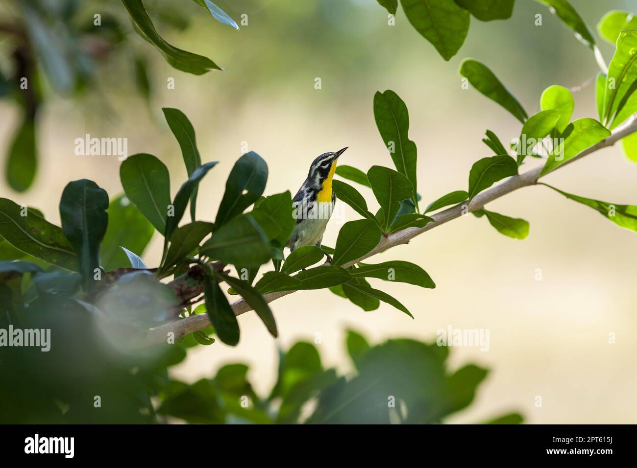 Yellow-throated warbler (Setophaga dominica), bird, Cienfuegos, Cuba ...