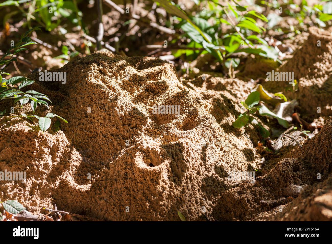 Anthill, ants (Formicidae), Cuba Stock Photo - Alamy