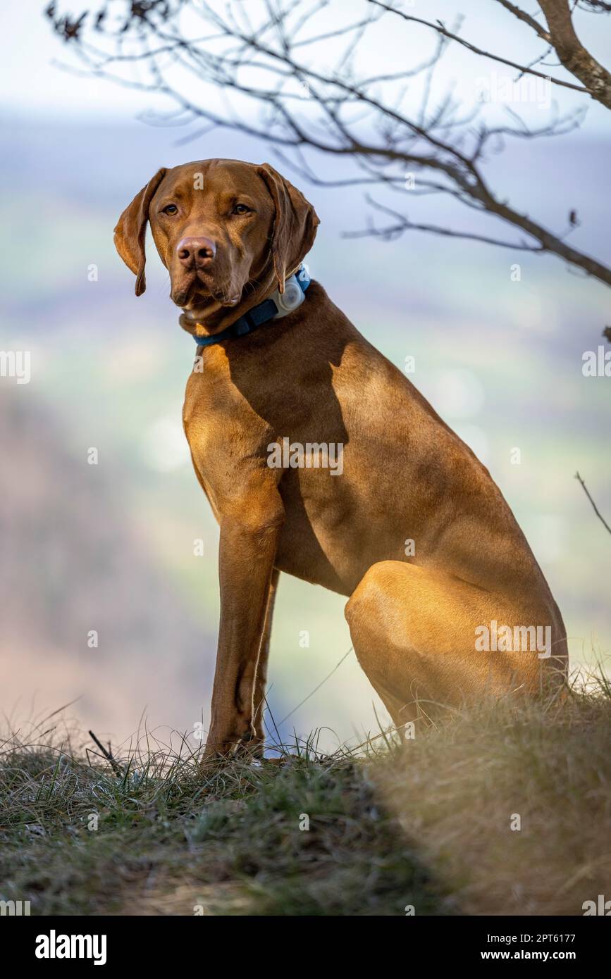Roevidszoru Magyar Vizsla, Hungarian short-haired pointing dog ...