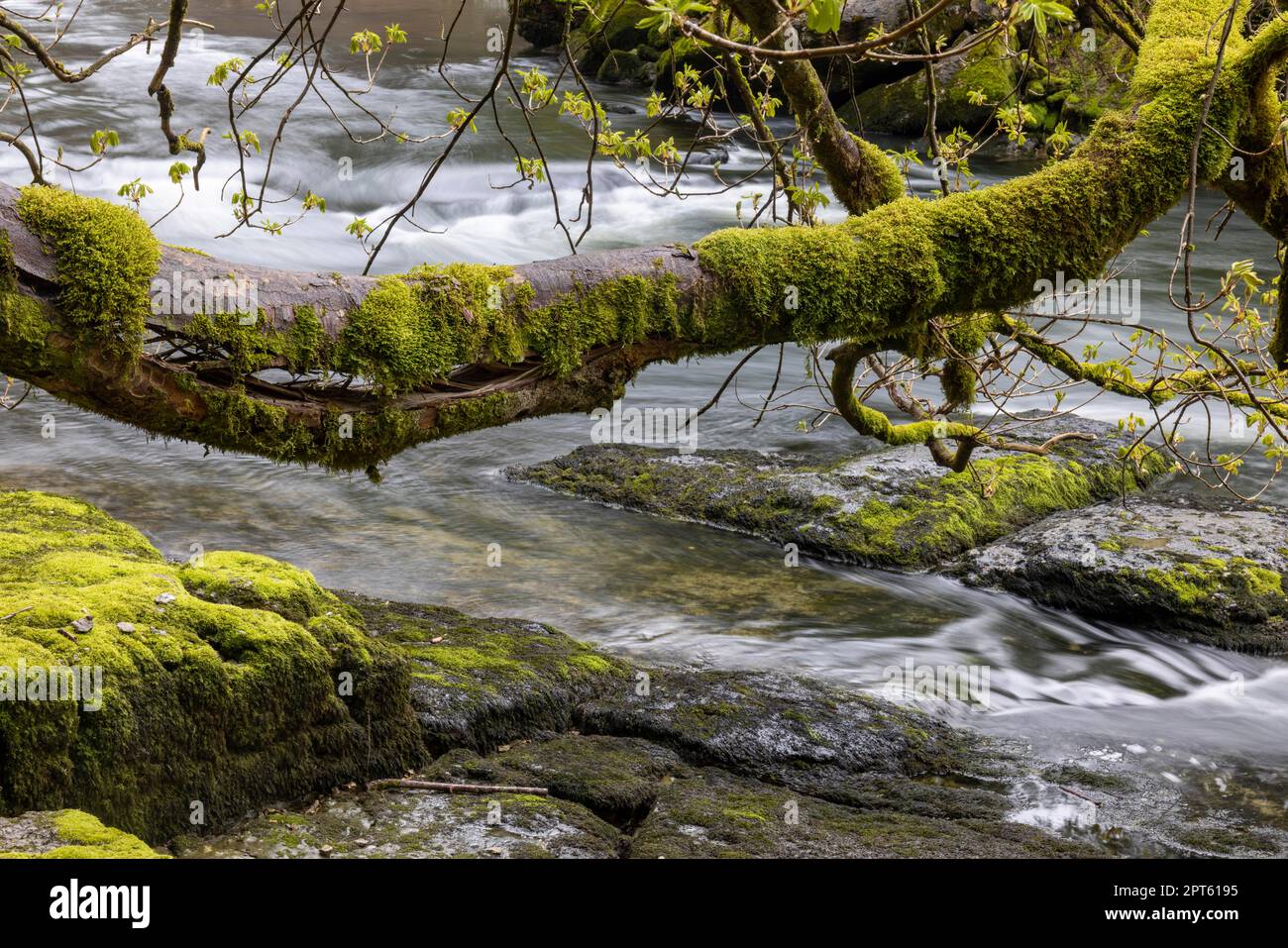 Broken branch full of moss in front of rapids, Doubs, Neuchatel ...