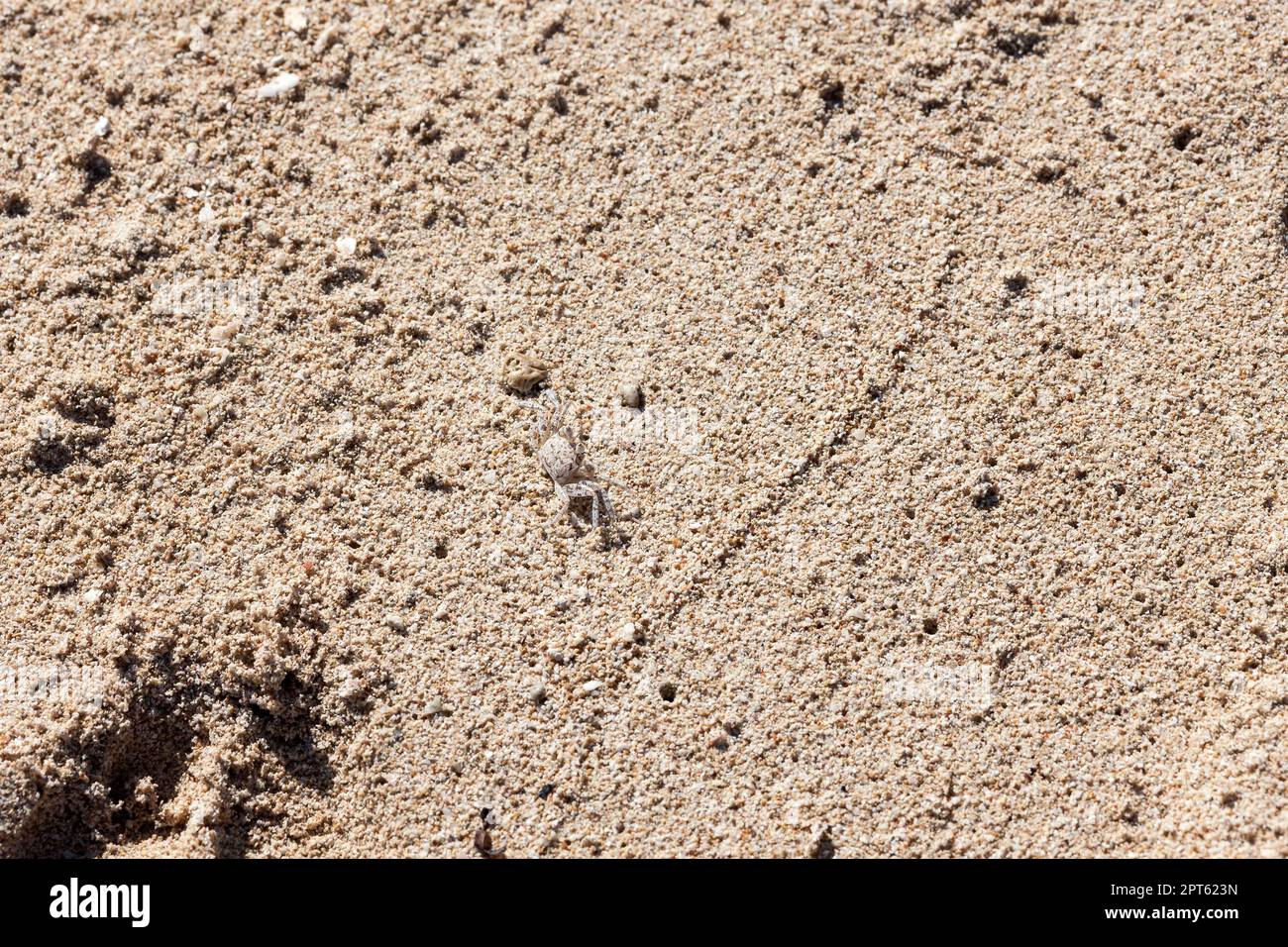 Crab, Beach, Sand, Playa Ancon, Trinidad, Cuba Stock Photo - Alamy