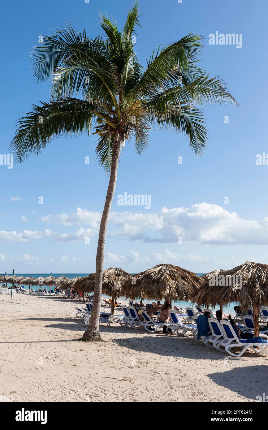Palm tree (Arecaceae), beach, Playa Ancon, Trinidad, Cuba Stock Photo ...
