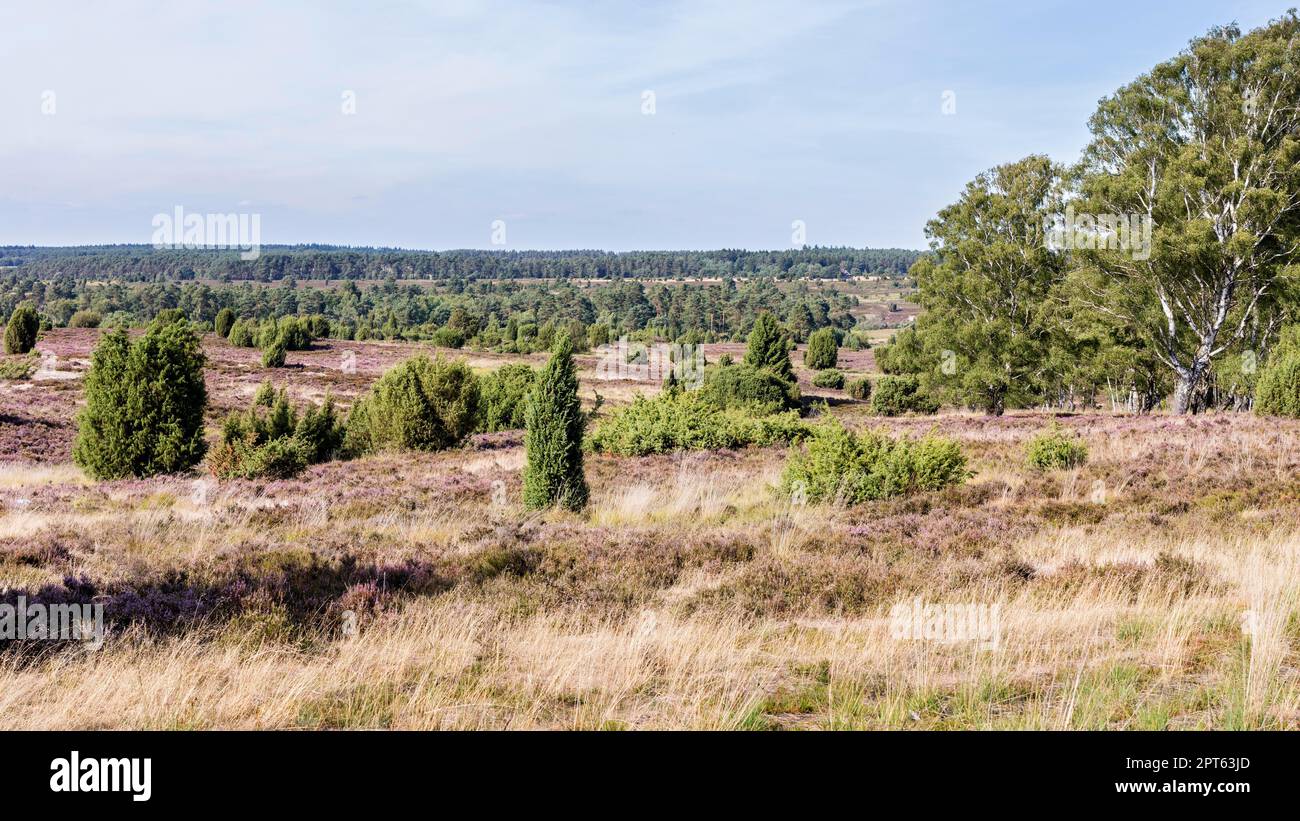 Common juniper (Juniperus communis), Lueneburg Heath, Undeloh, Lower ...