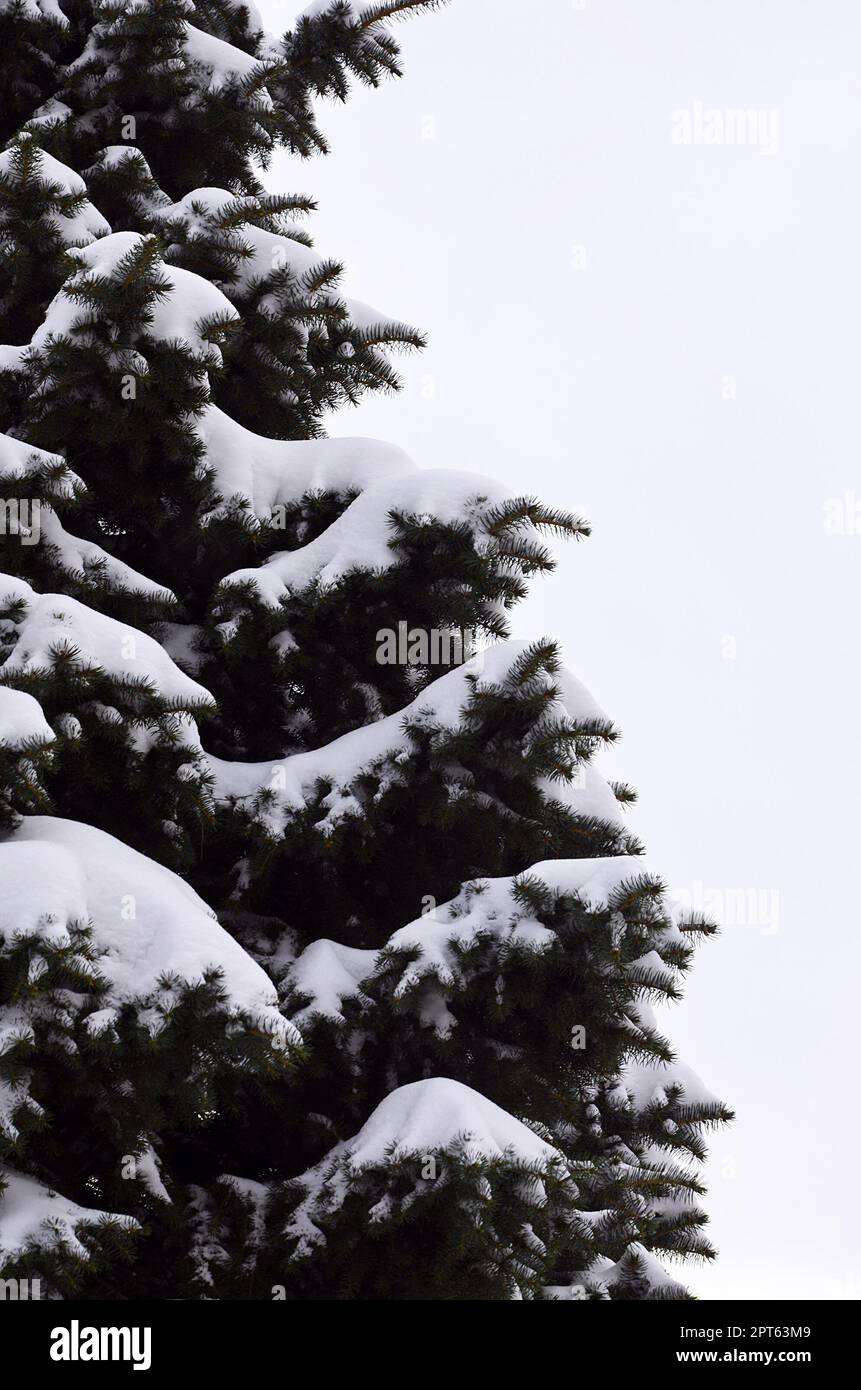 Russian Branch of green fir. Green prickly branches of pine tree under ...