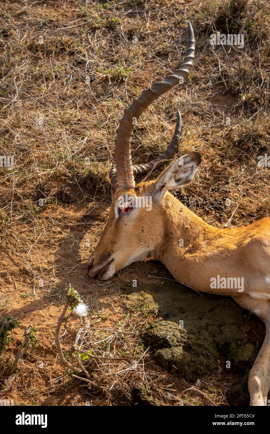 Dead impala hi-res stock photography and images - Alamy