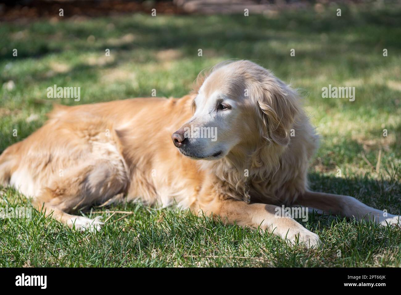 Senior male Golden Retriever enjoying being outside Stock Photo - Alamy