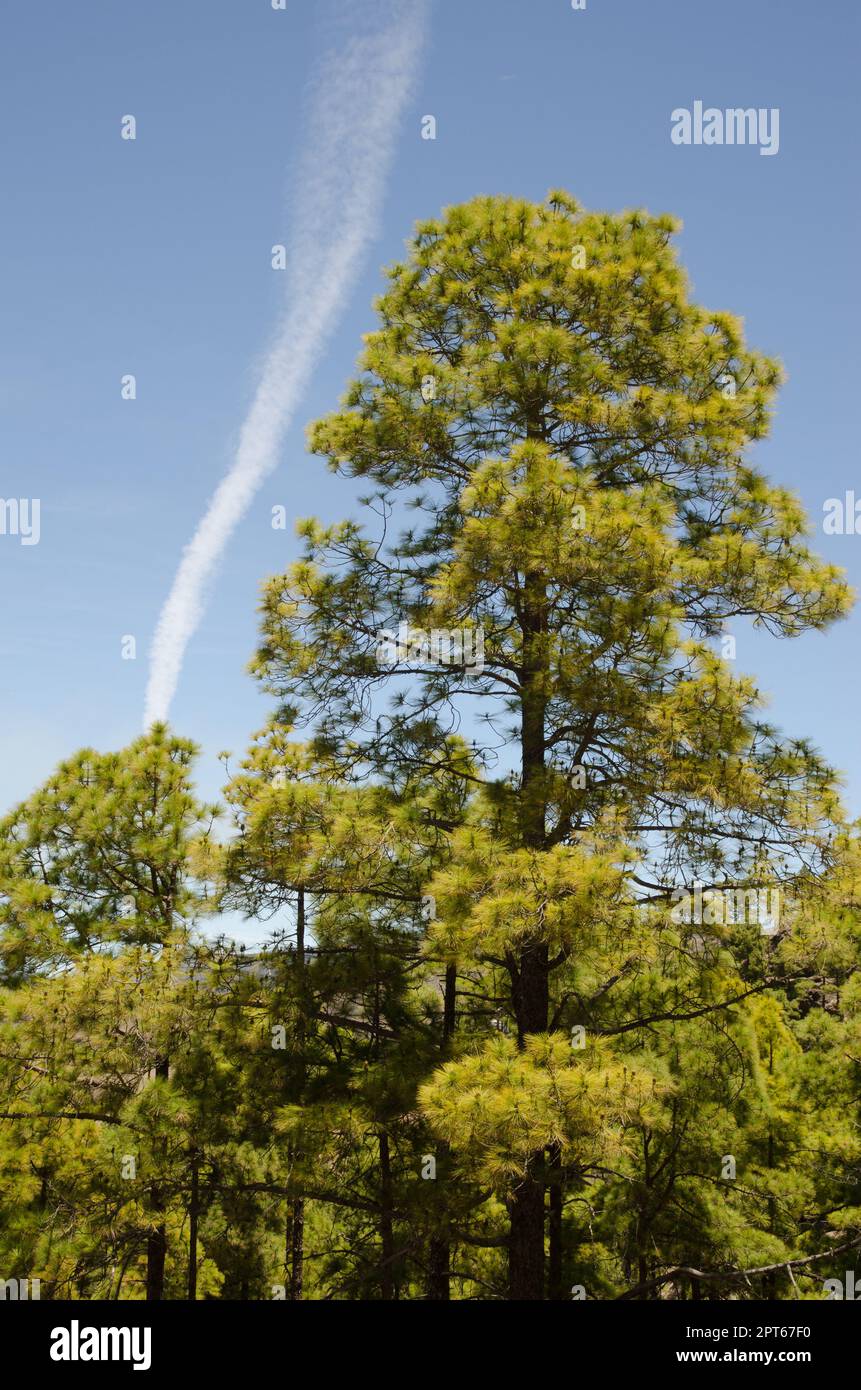 Forest of Canary Island pine Pinus canariensis and vapor trail ...