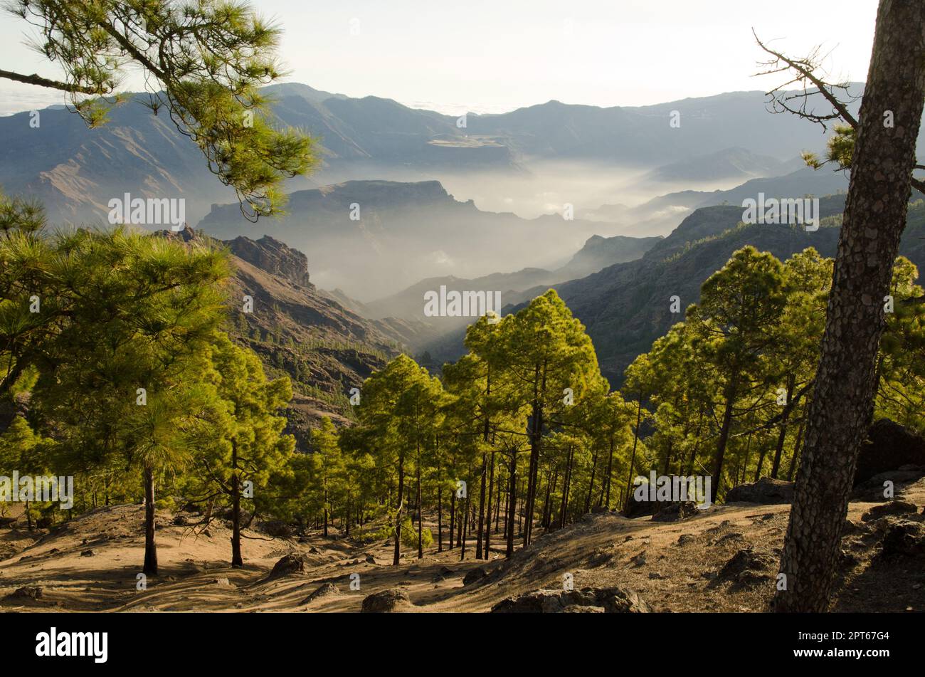 Integral Natural Reserve of Inagua, Mesa del Junquillo and Mesa de ...