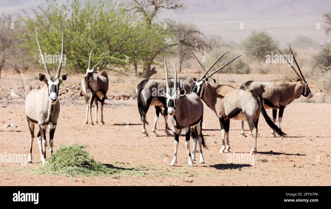 Oryx desert hi-res stock photography and images - Alamy