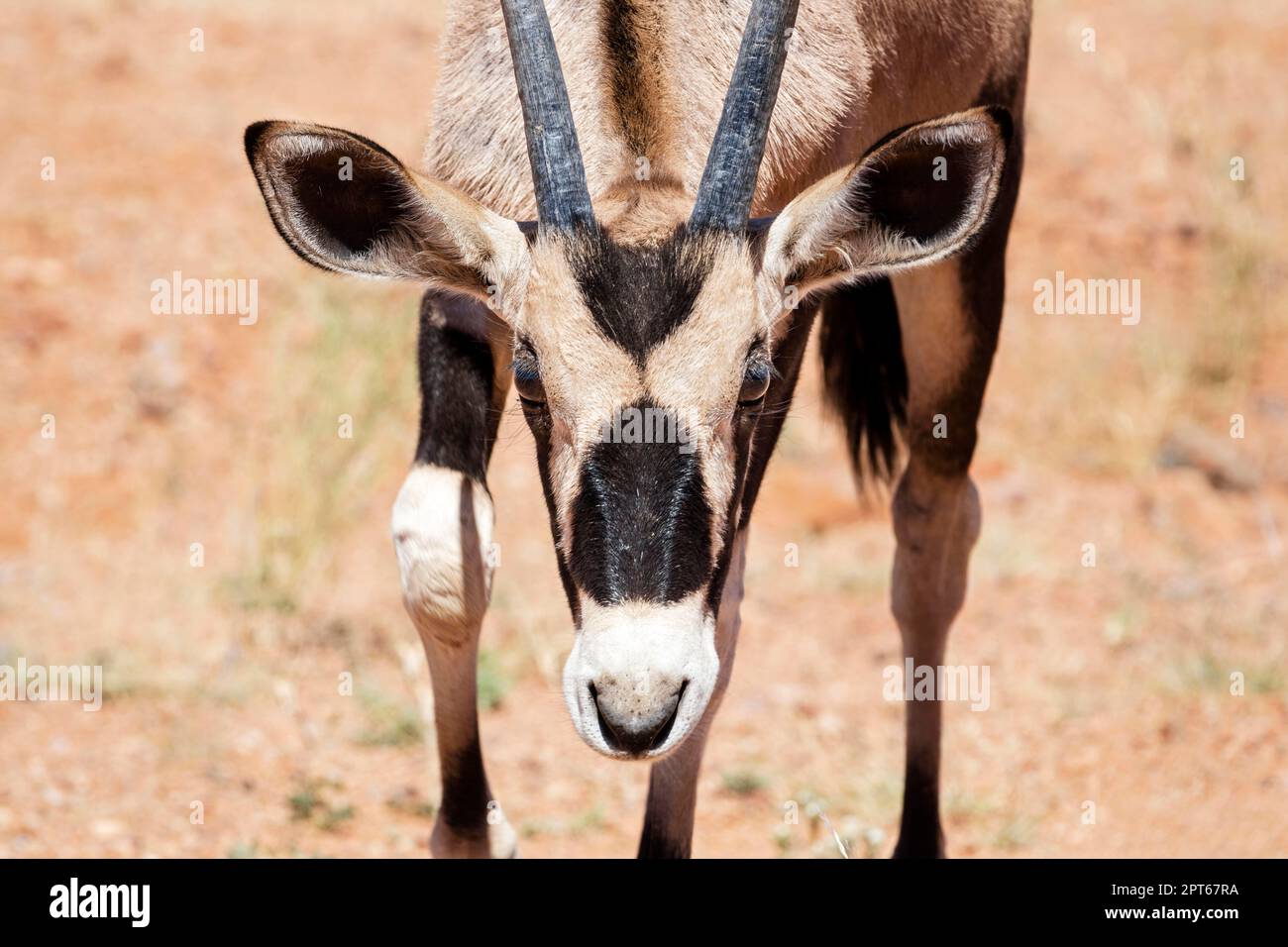 Oryx desert hi-res stock photography and images - Alamy