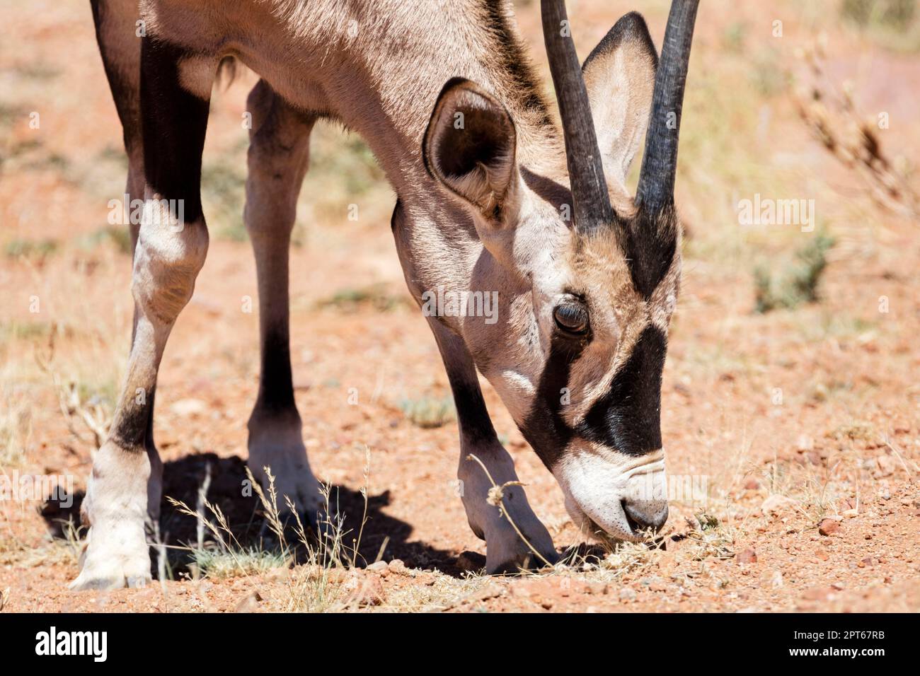 Oryx antelope (Oryx), desert, Namibia Stock Photo - Alamy