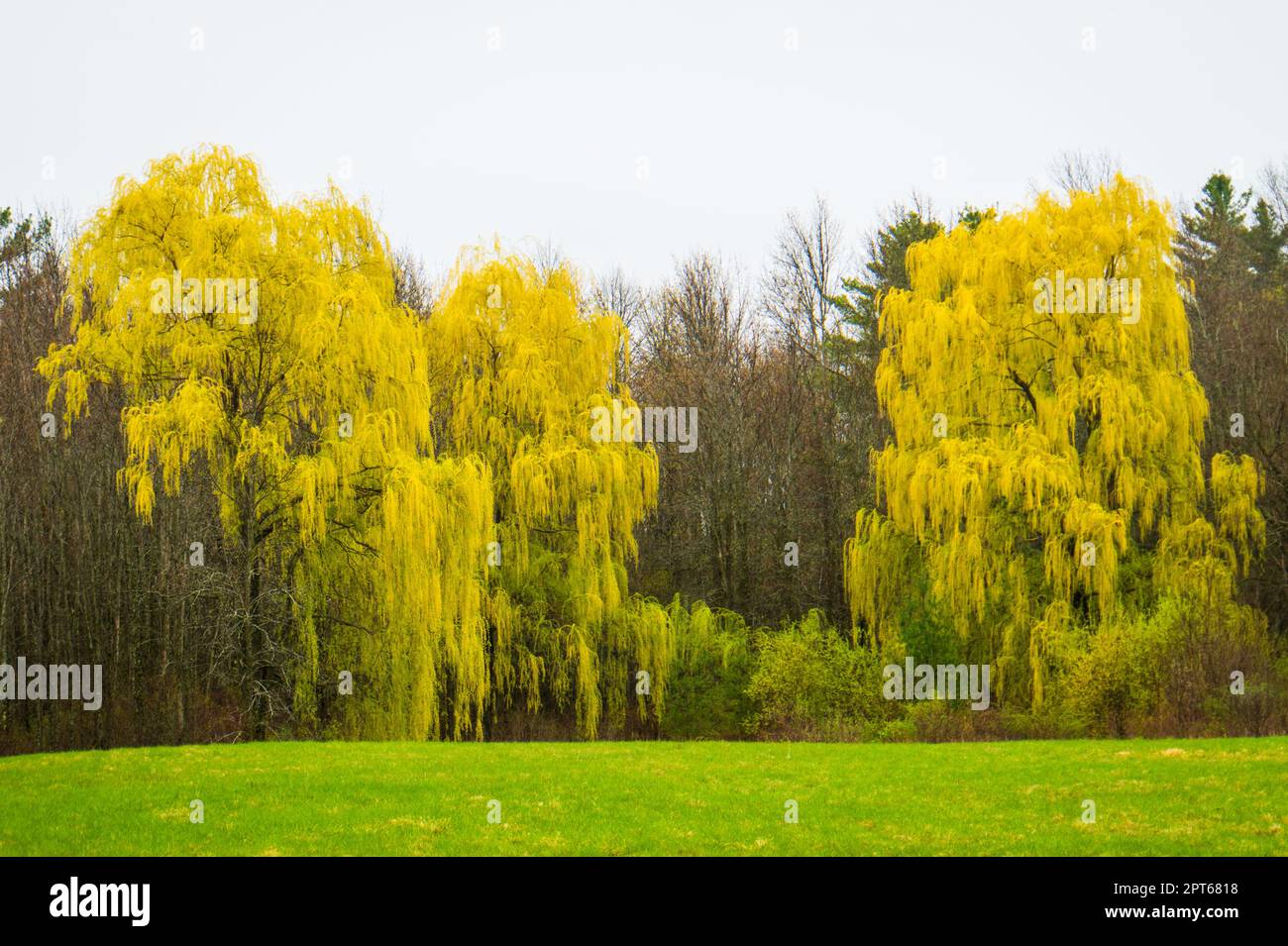 Long leaf willow hi-res stock photography and images - Alamy