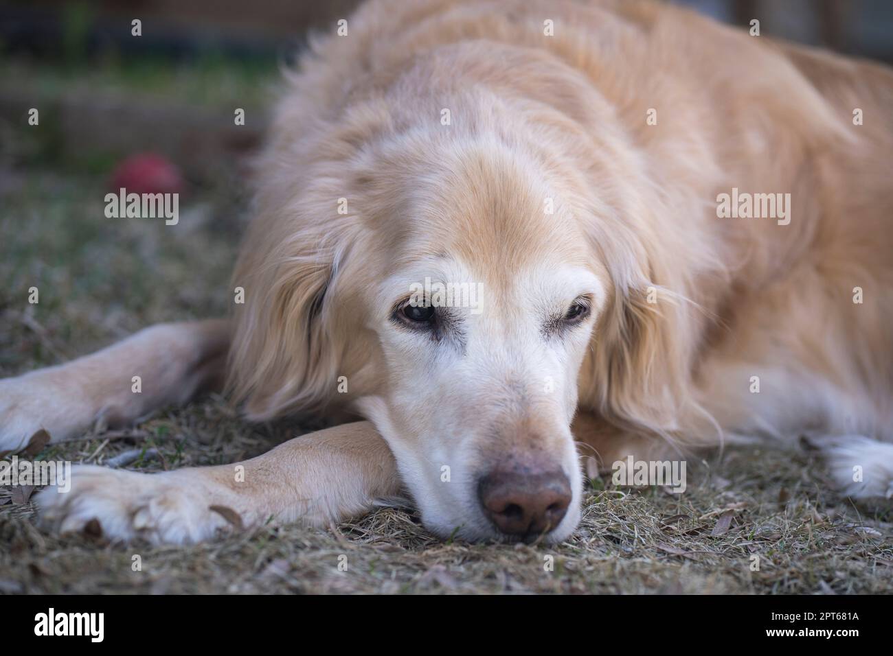 Senior male Golden Retriever enjoying being outside Stock Photo - Alamy