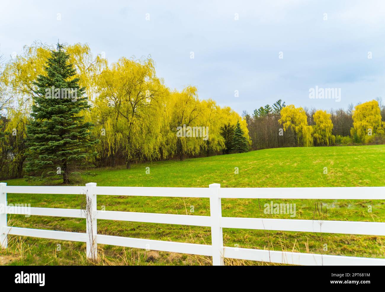 beautiful Weeping Willows with their yellow green long branches draping ...