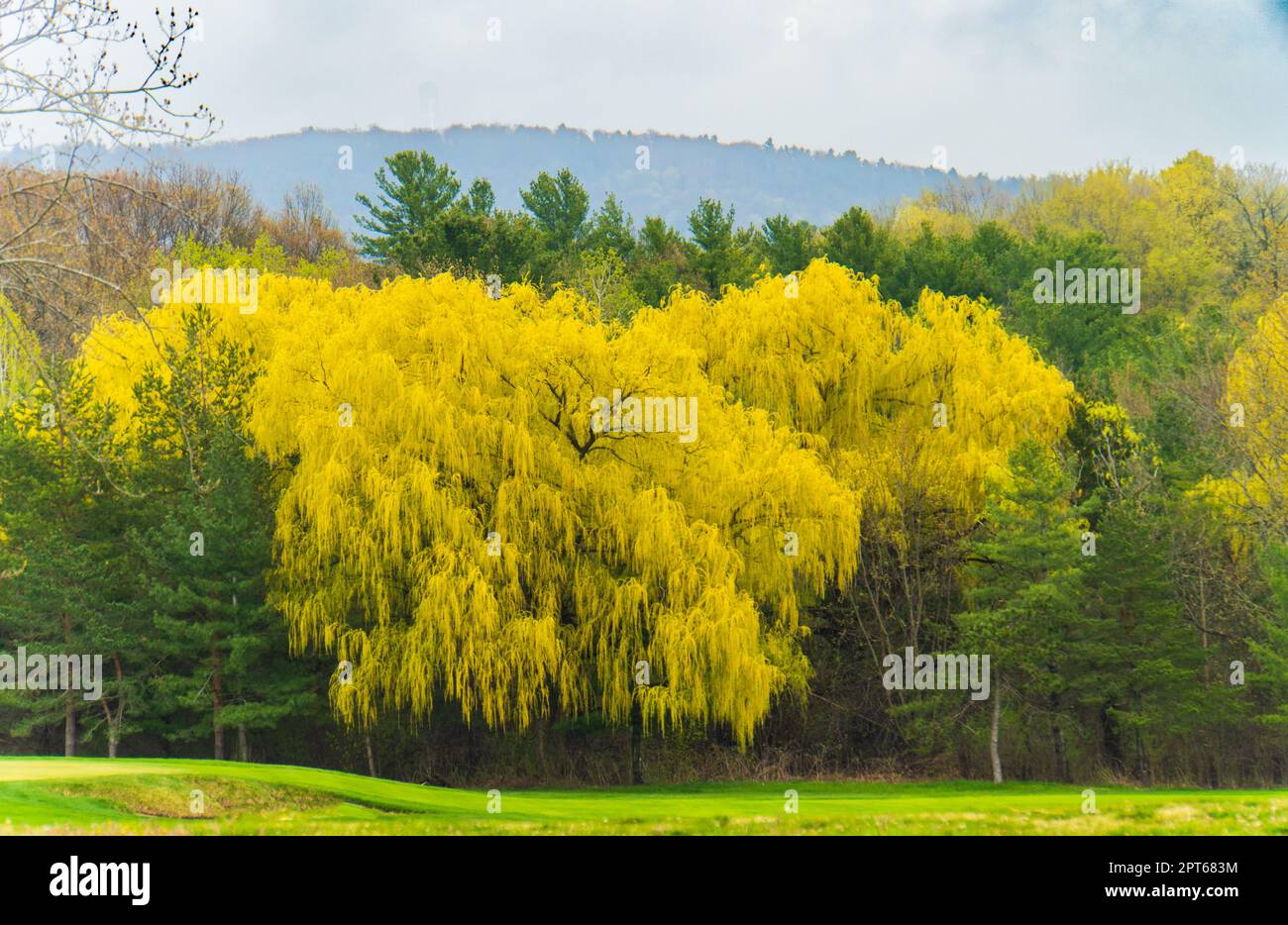 beautiful Weeping Willows with their yellow green long branches draping ...